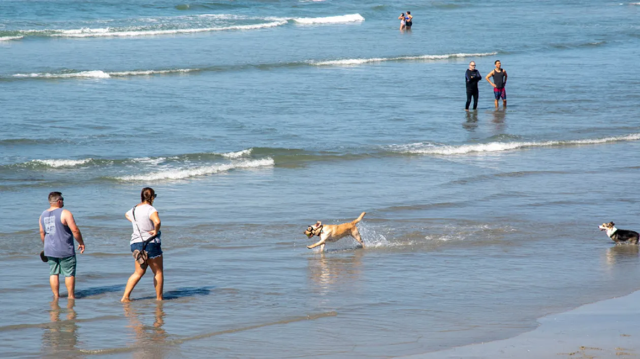 Enjoy Seaside Activities at Ocean Beach - Go Visit San Diego